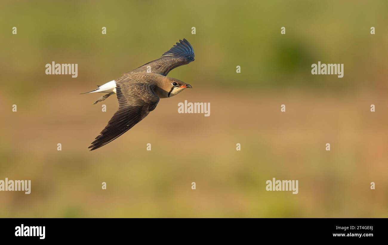 Flying Oriental Pratincole on blur background Stock Photo - Alamy