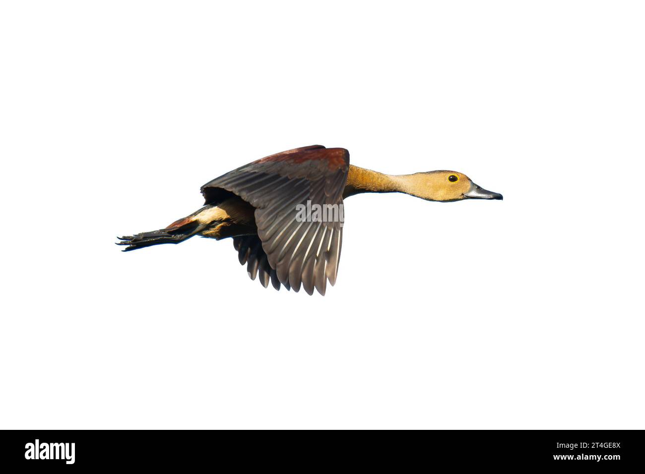 White duck in green Cut Out Stock Images & Pictures - Alamy