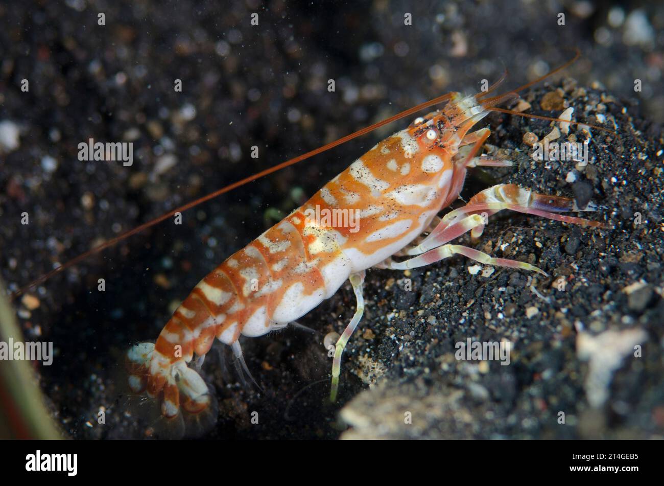 Robber snapping shrimp hi-res stock photography and images - Alamy