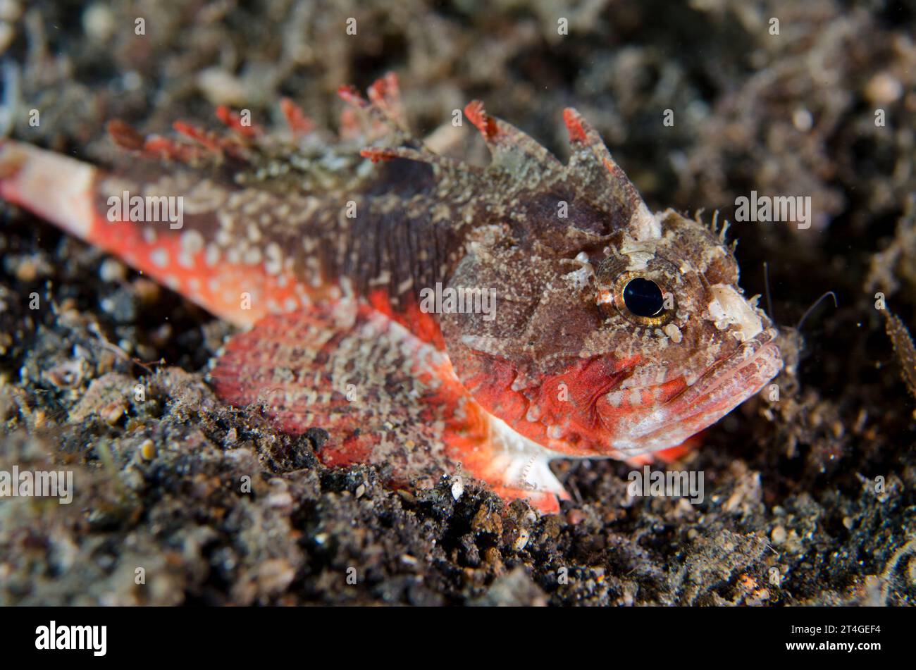 Whiteface Waspfish, Richardsonichthys leucogaster, night dive, TK1 dive ...