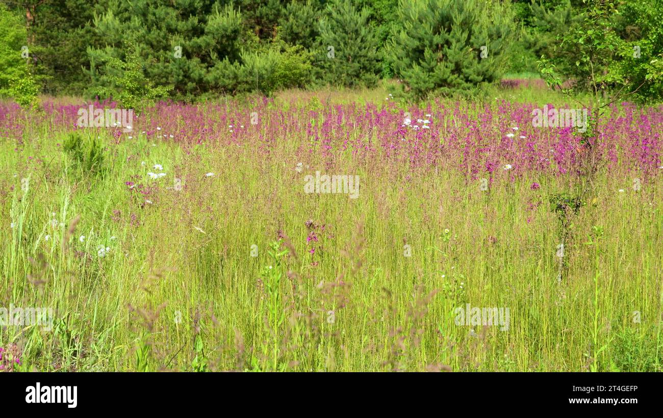 beautiful wildflowers background. summer nature. Ivan tea blooms in a ...