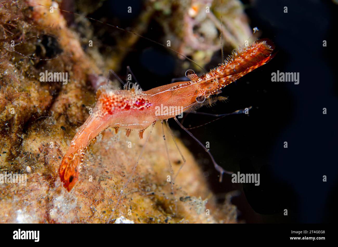 Donald Duck Shrimp, Leander plumosus, night dive, TK1 dive site, Lembeh ...