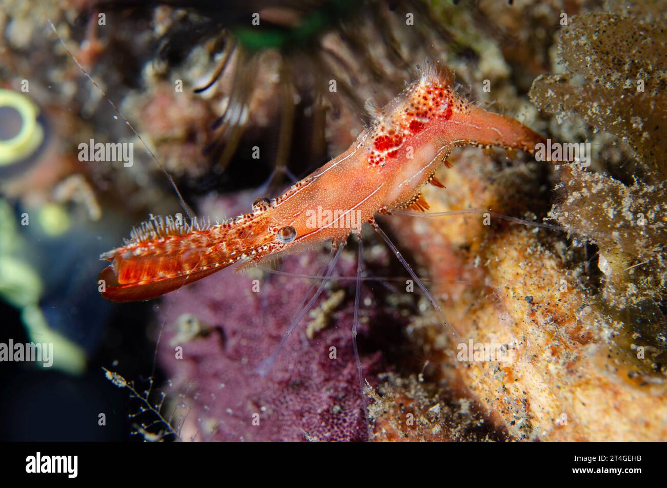 Donald Duck Shrimp, Leander plumosus, night dive, TK1 dive site, Lembeh ...