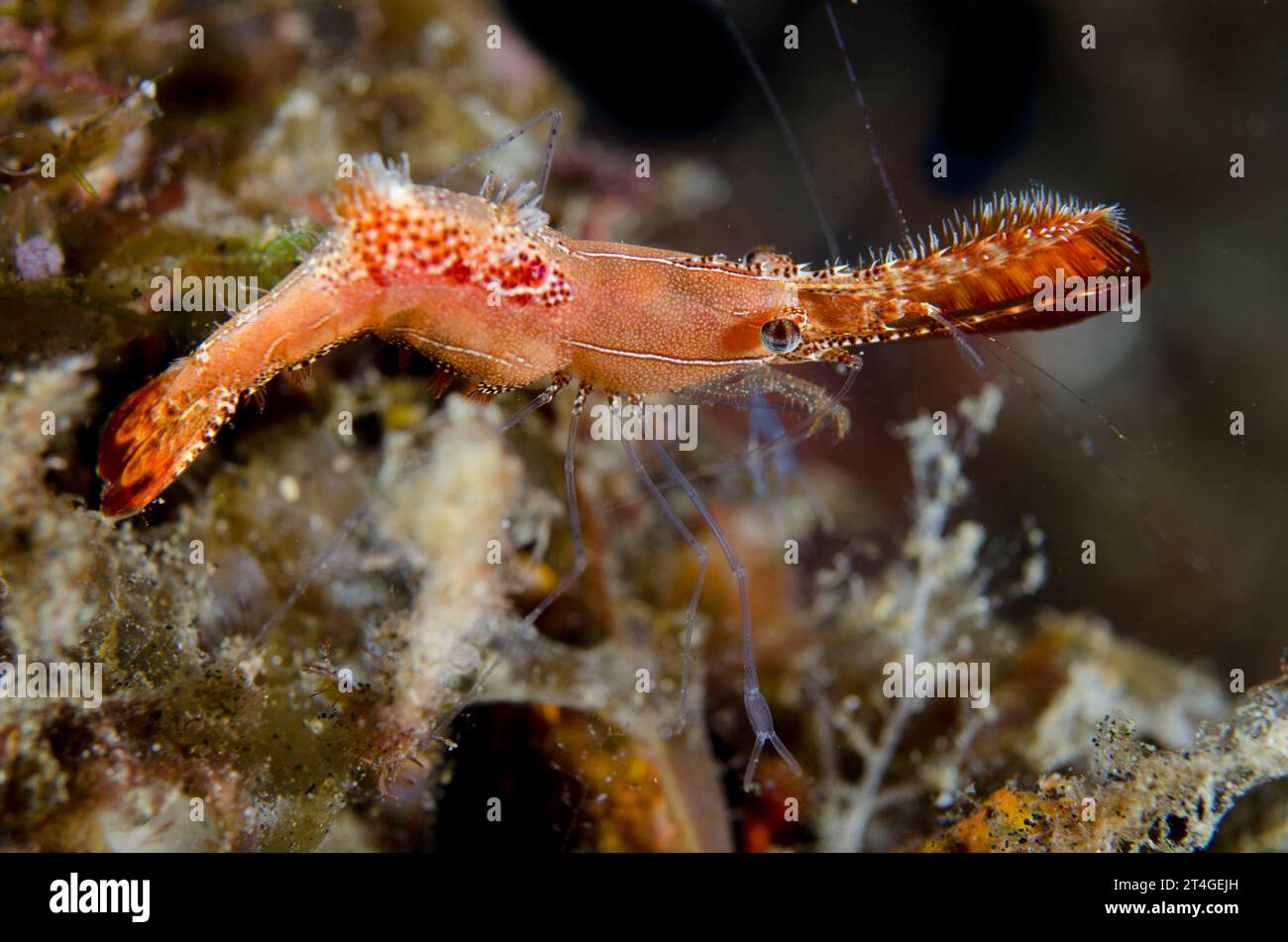 Donald Duck Shrimp, Leander plumosus, night dive, TK1 dive site, Lembeh ...