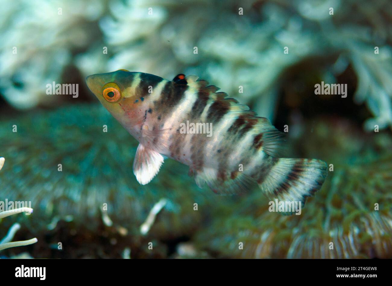 Juvenile Red-breasted Wrasse, Cheilinus fasciatus, Batu Angus dive site ...