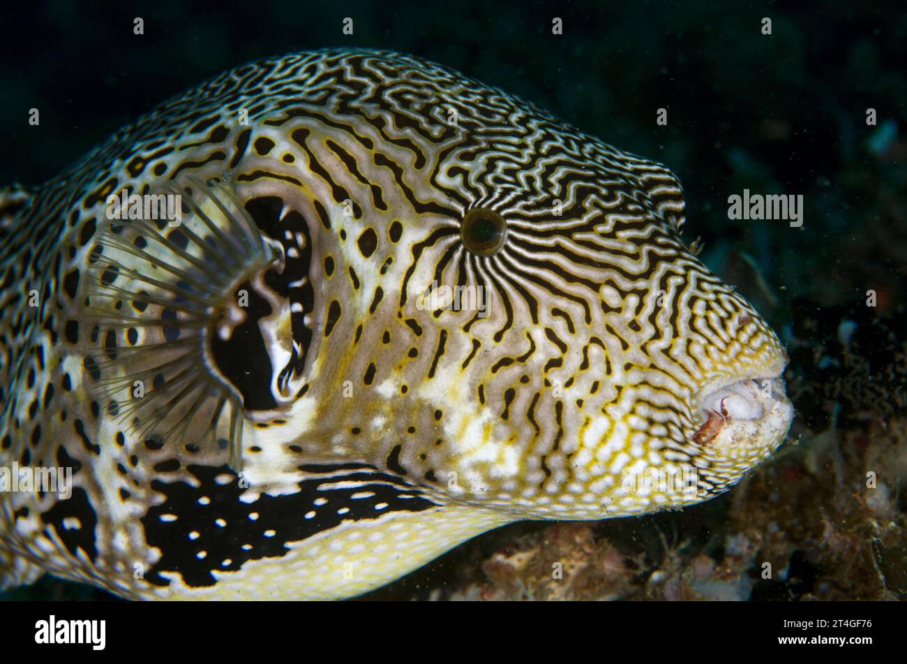 Map Puffer, Arothron mappa, Nudi Falls dive site, Lembeh Straits ...