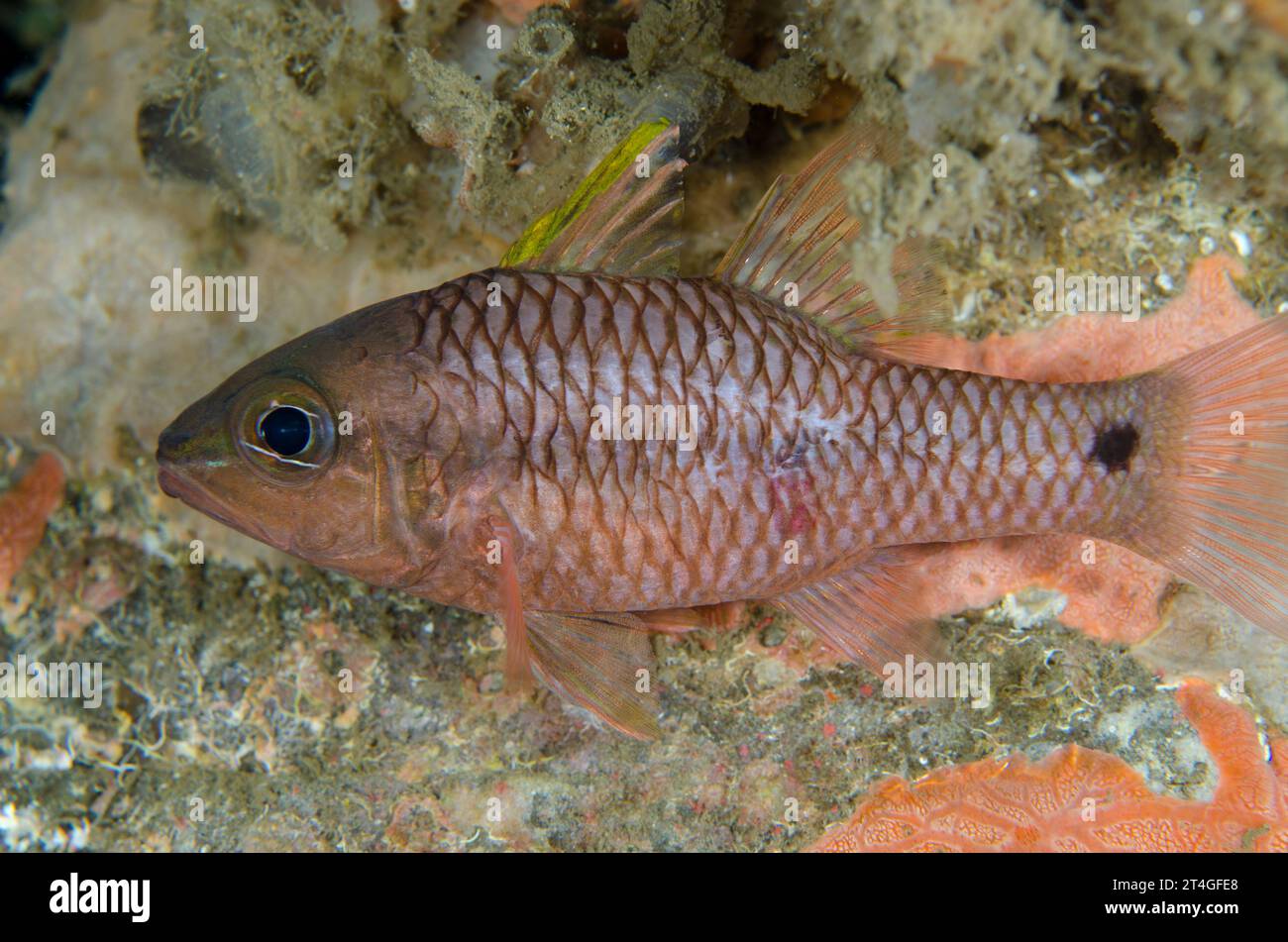 Iridescent Cardinalfish, Pristiapogon kallopterus, Nudi Falls dive site ...