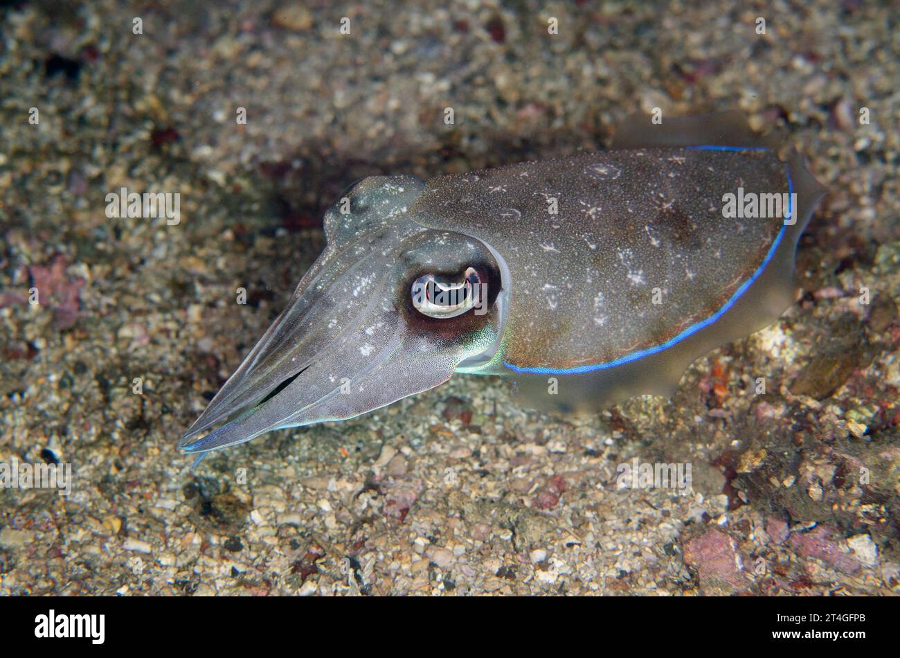 Broadclub Cuttlefish, Sepia latimanus, night dive, Tanjung Slope dive ...