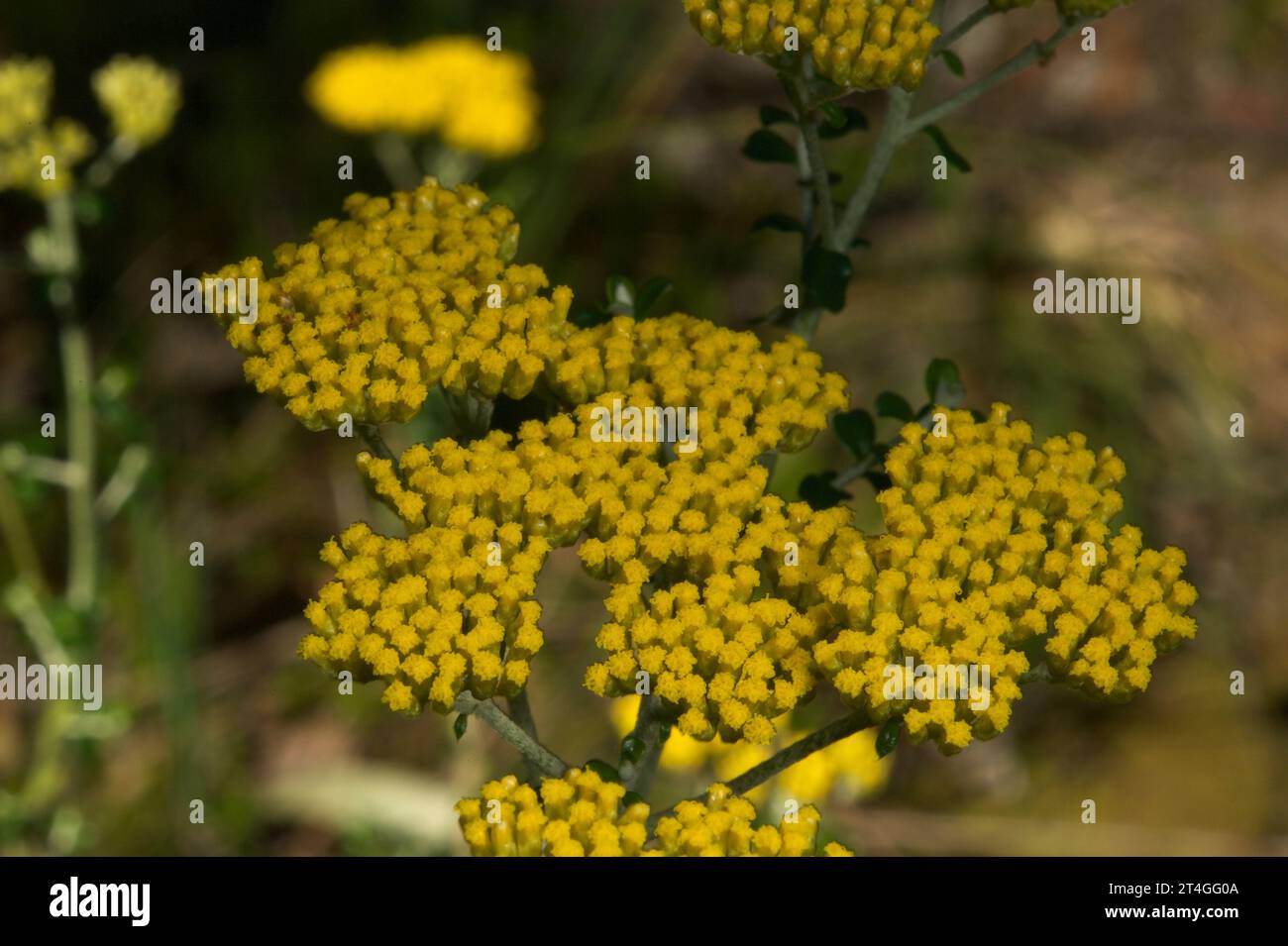 Everlasting is a very confusing name with lots of species using it ...