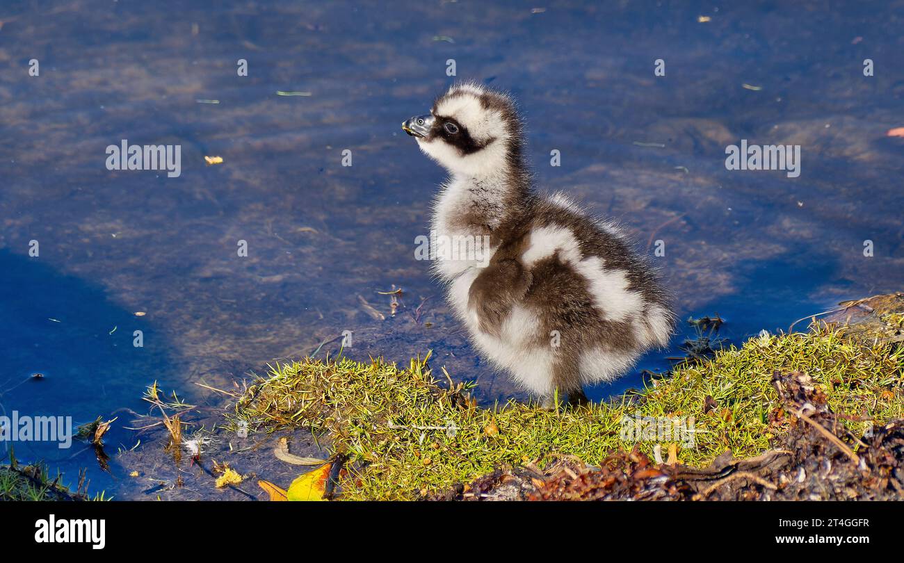 Fluffy gosling hi-res stock photography and images - Alamy