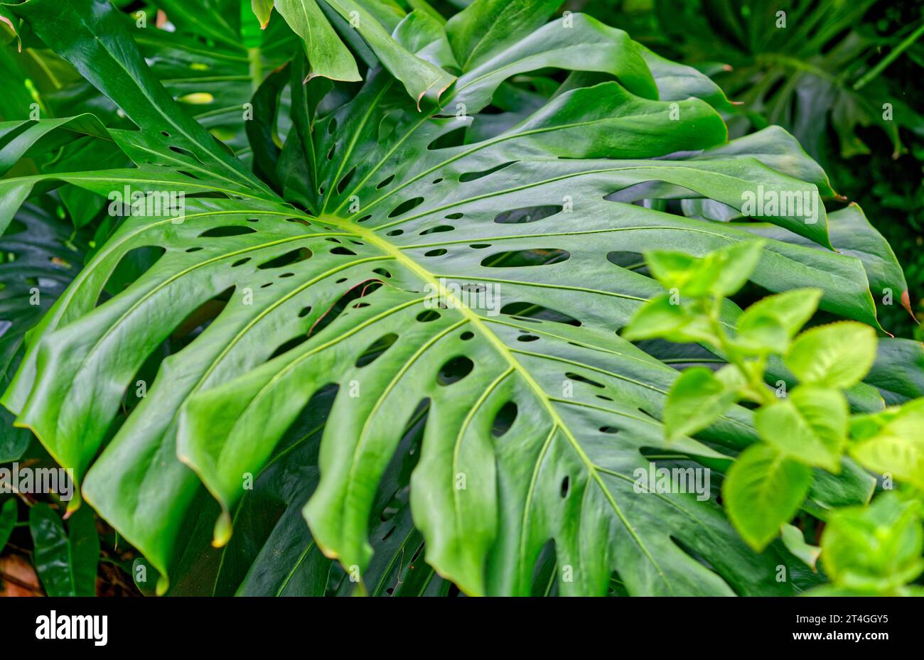 Close-up beautiful monstera philodendron plant growing wild in a ...