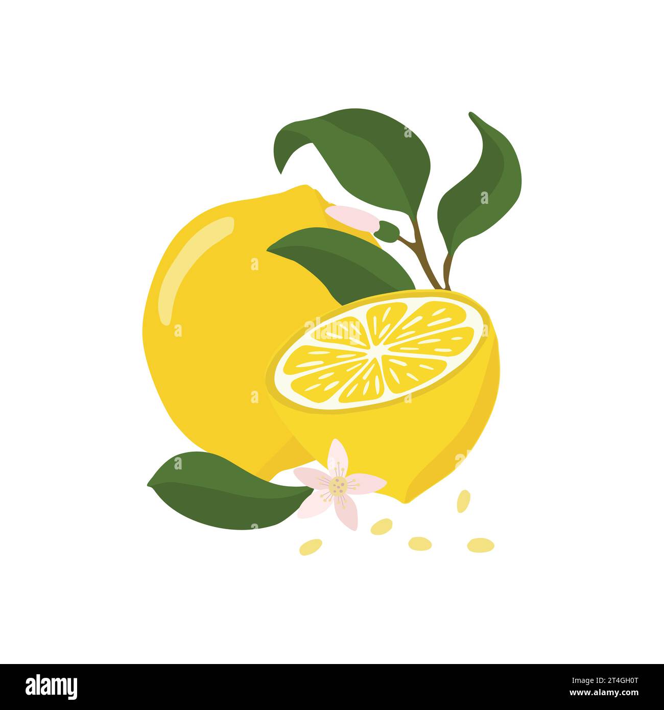 Lemon and lemon halves with a twig and a flower. A bright composition ...
