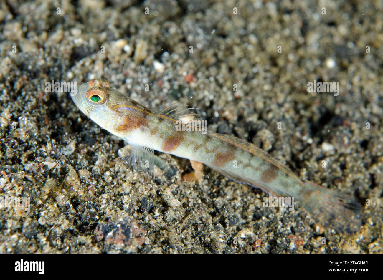 Masked Shrimpgoby, Amblyeleotris gymnocephala, Kareko Batu dive site ...