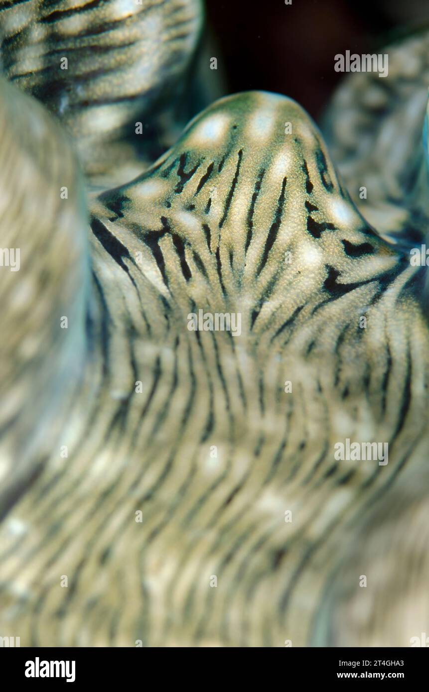 Fluted Giant Clam, Tridacna squamosa, mantle, Batu Angus dive site ...