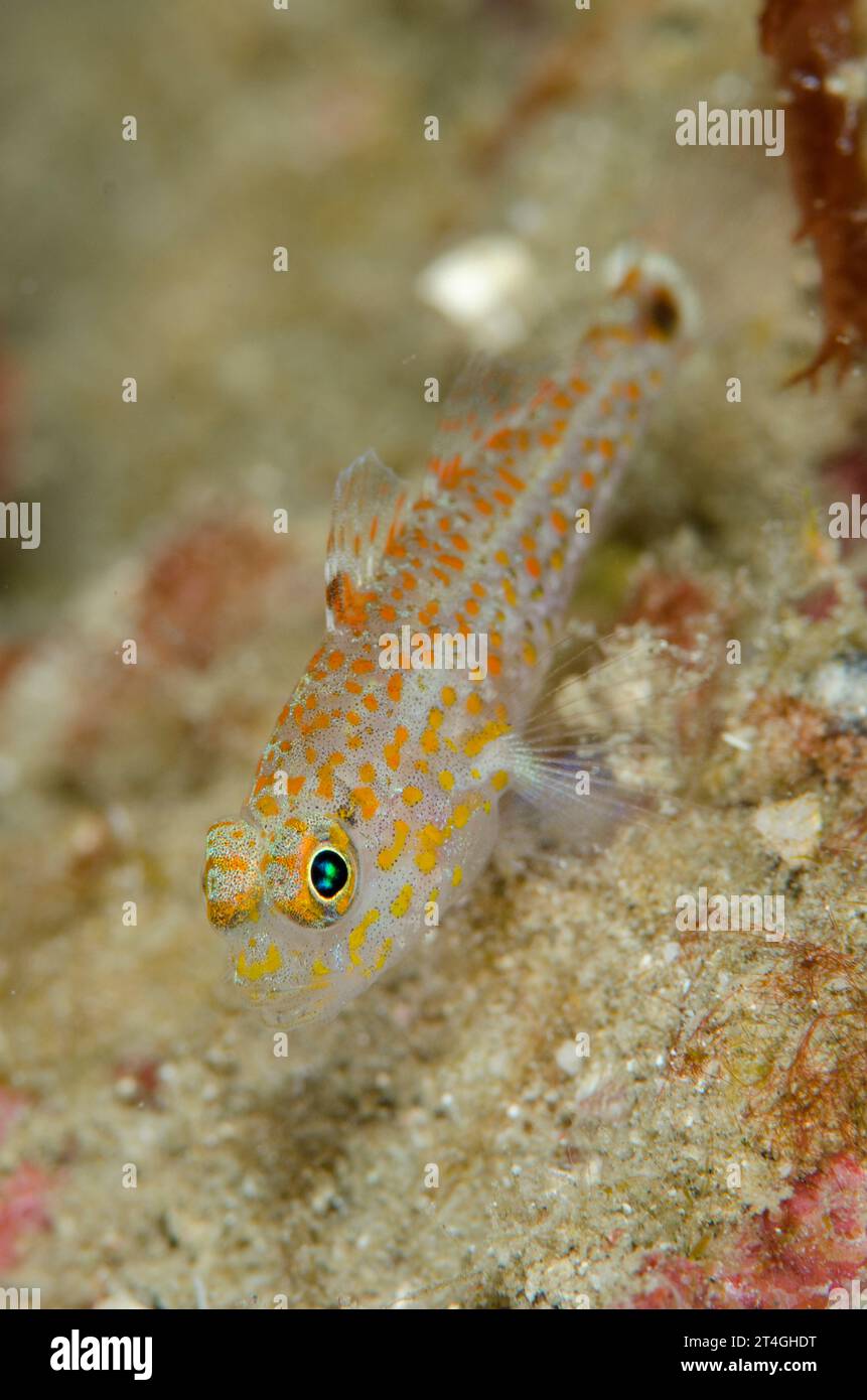 Rare Oval-spot Goby, Asterropteryx ovata, Batu Angus dive site, Lembeh ...