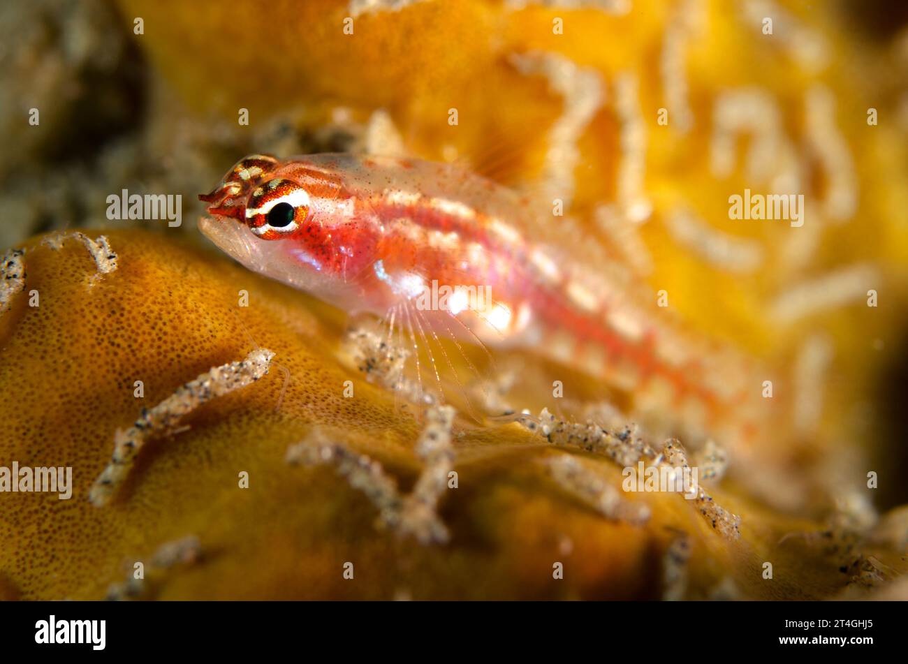 Shimada's Dwarfgoby, Eviota shimadai, with Spionid polychaetes ...