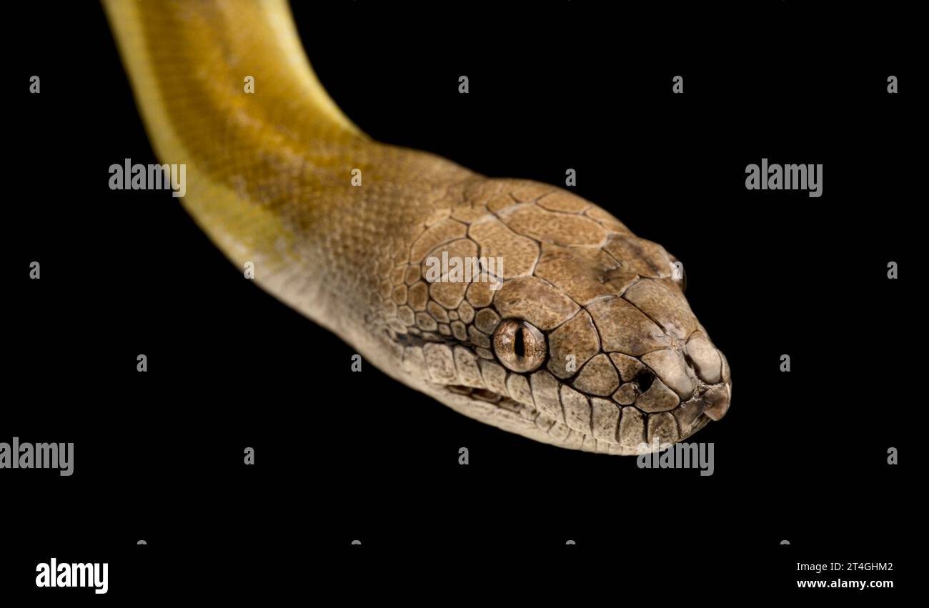 Papuan python (Apodora papuana Stock Photo - Alamy