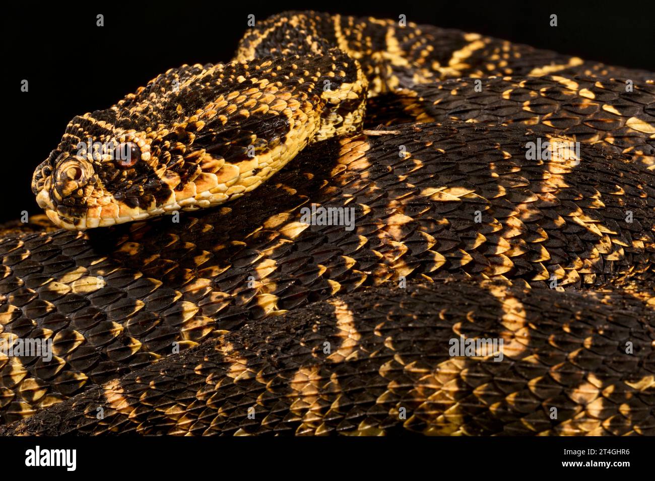Puff adder (Bitis arietans Stock Photo - Alamy