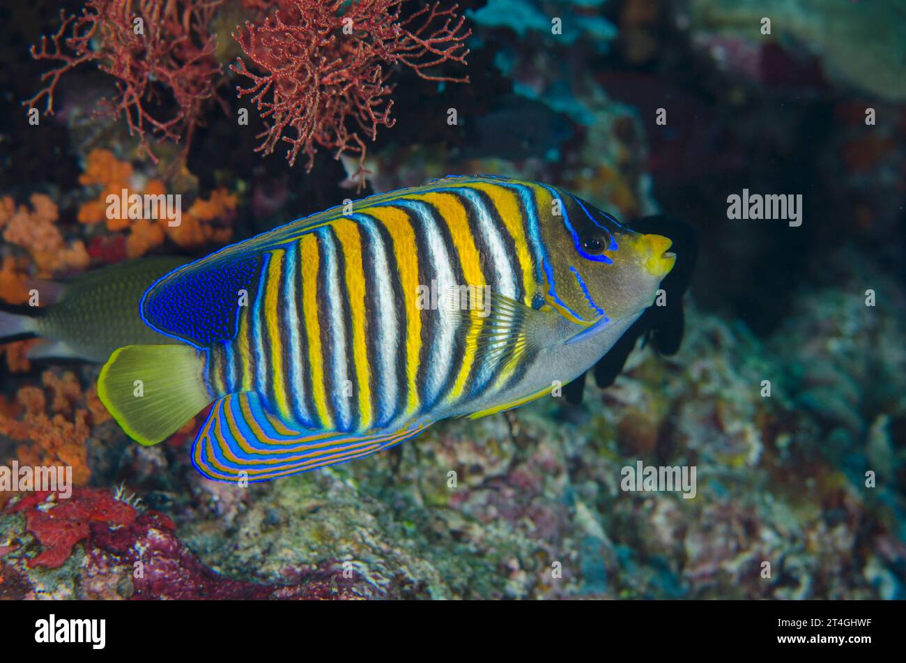 Regal Angelfish, Pygoplites diacanthus, Eagle Nest dive site, Misool ...
