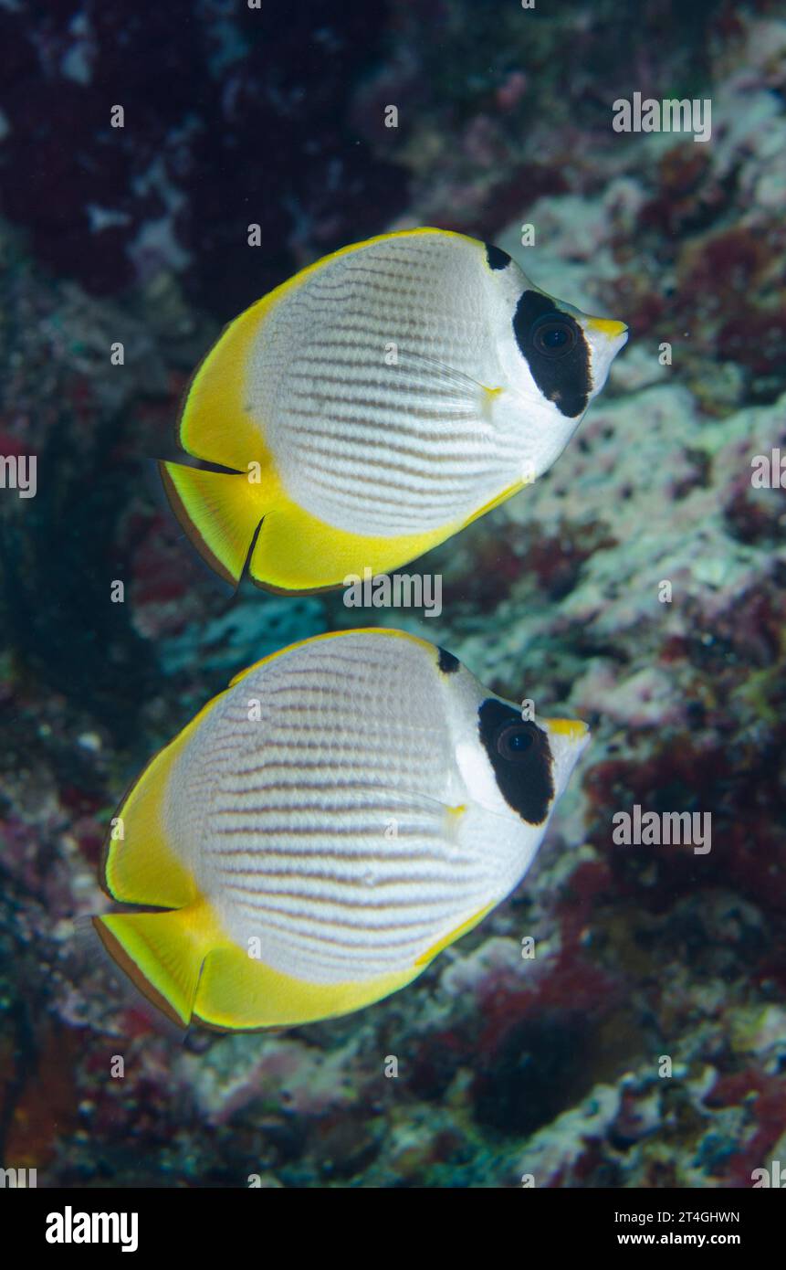 Pair of Panda Butterflyfish, Chaetodon adiergastos, Eagle Nest dive ...