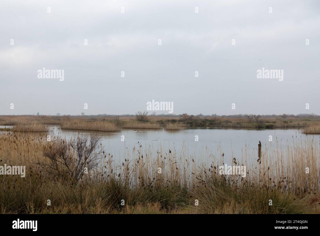 Beautiful scenery in the delta of Gallikos river, Kalochori, Greece, a ...