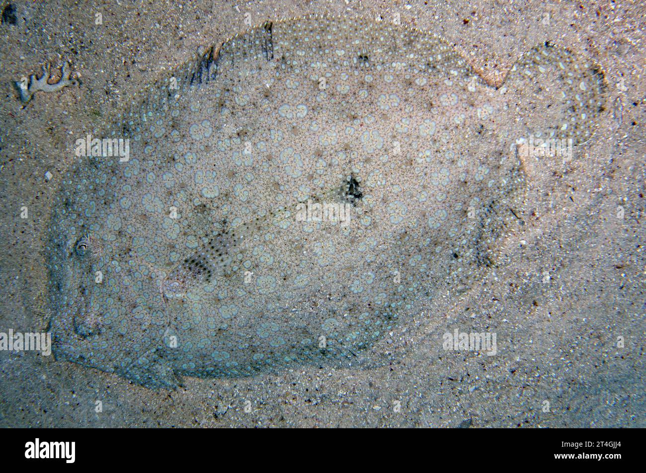 Panther Flounder, Bothus pantherinus, on sand, Too Many Fish dive site ...