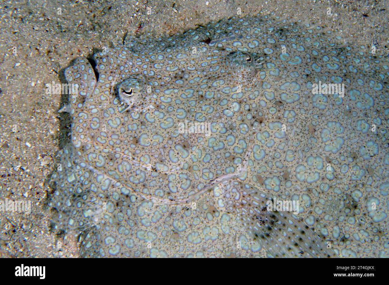 Panther Flounder, Bothus pantherinus, on sand, Too Many Fish dive site ...