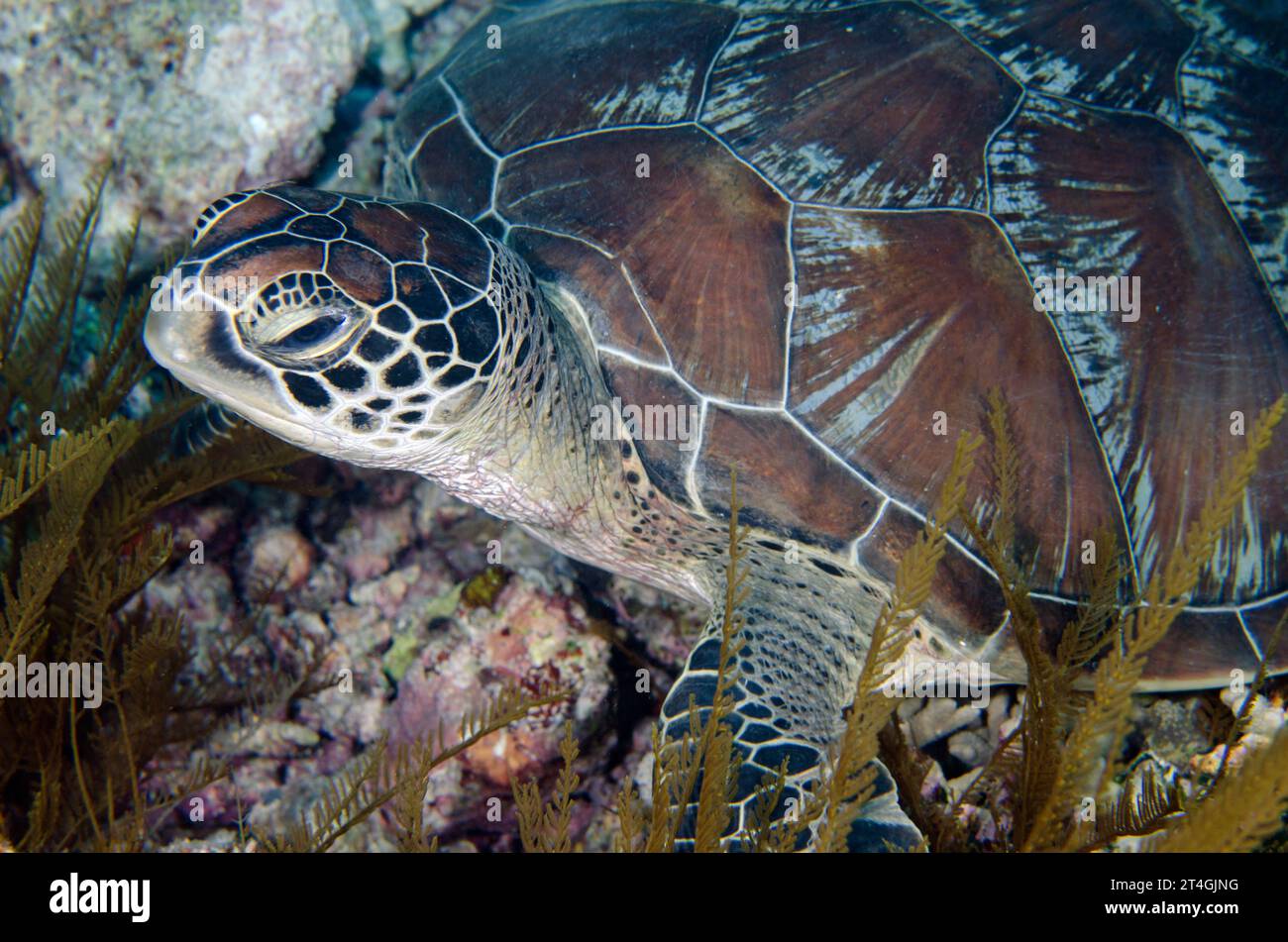 Green Turtle, Chelonia mydas, classified as Endangered, Too Many Fish ...