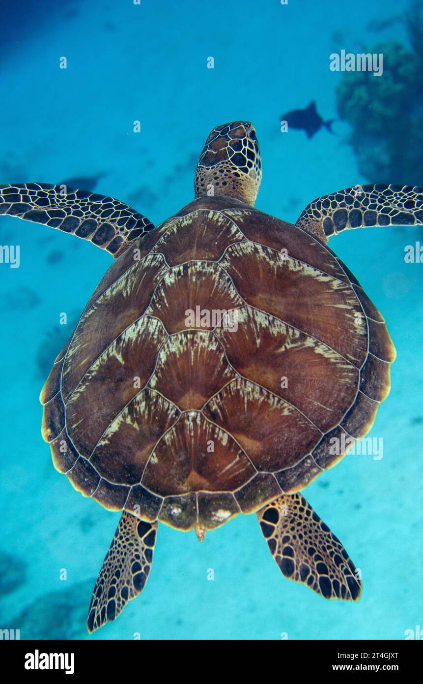 Green Turtle, Chelonia mydas, classified as Endangered, swimming, Too ...