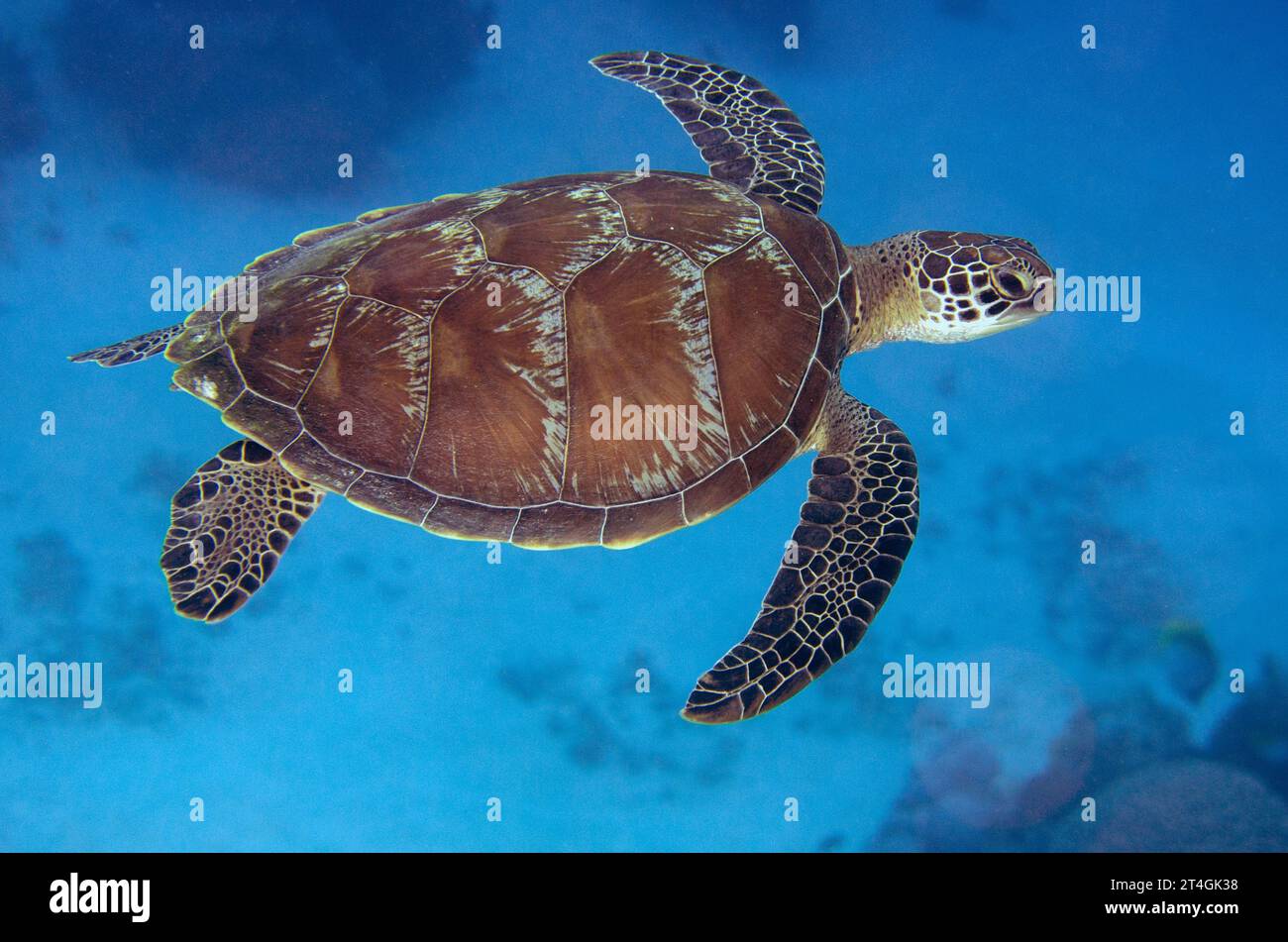 Green Turtle, Chelonia mydas, classified as Endangered, swimming, Too ...
