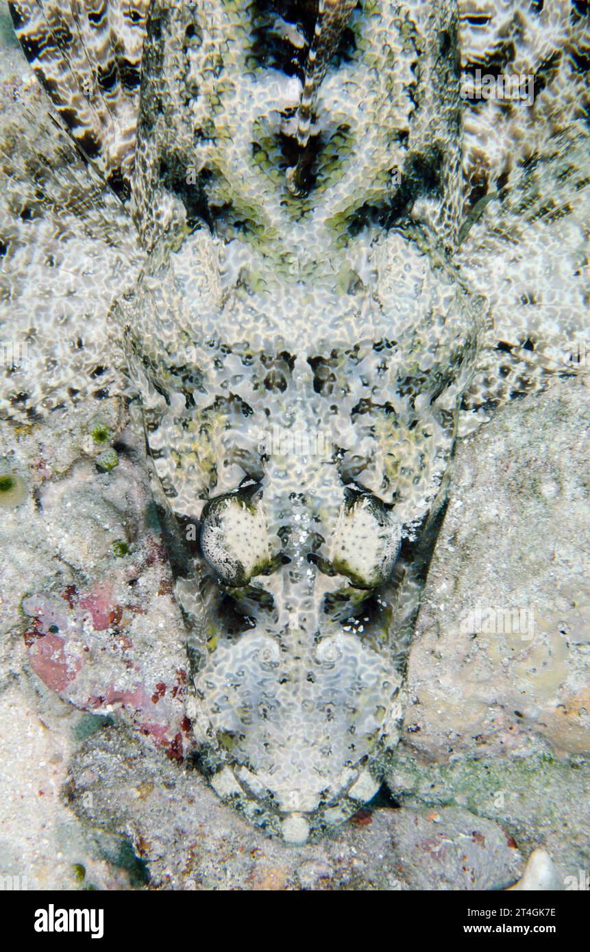 Crocodile Flathead, Cymbacephalus beauforti, Too Many Fish dive site ...