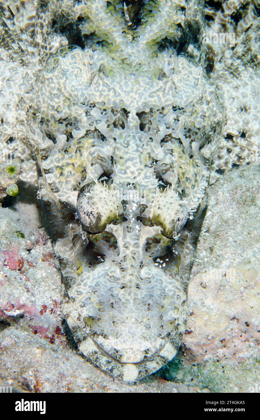 Crocodile Flathead, Cymbacephalus beauforti, Too Many Fish dive site ...