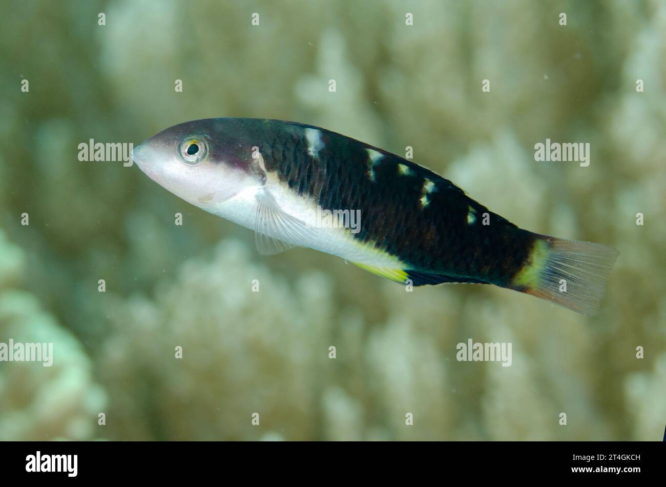 Jansen's Wrasse, Thalassoma jansenii, Too Many Fish dive site, Koon ...