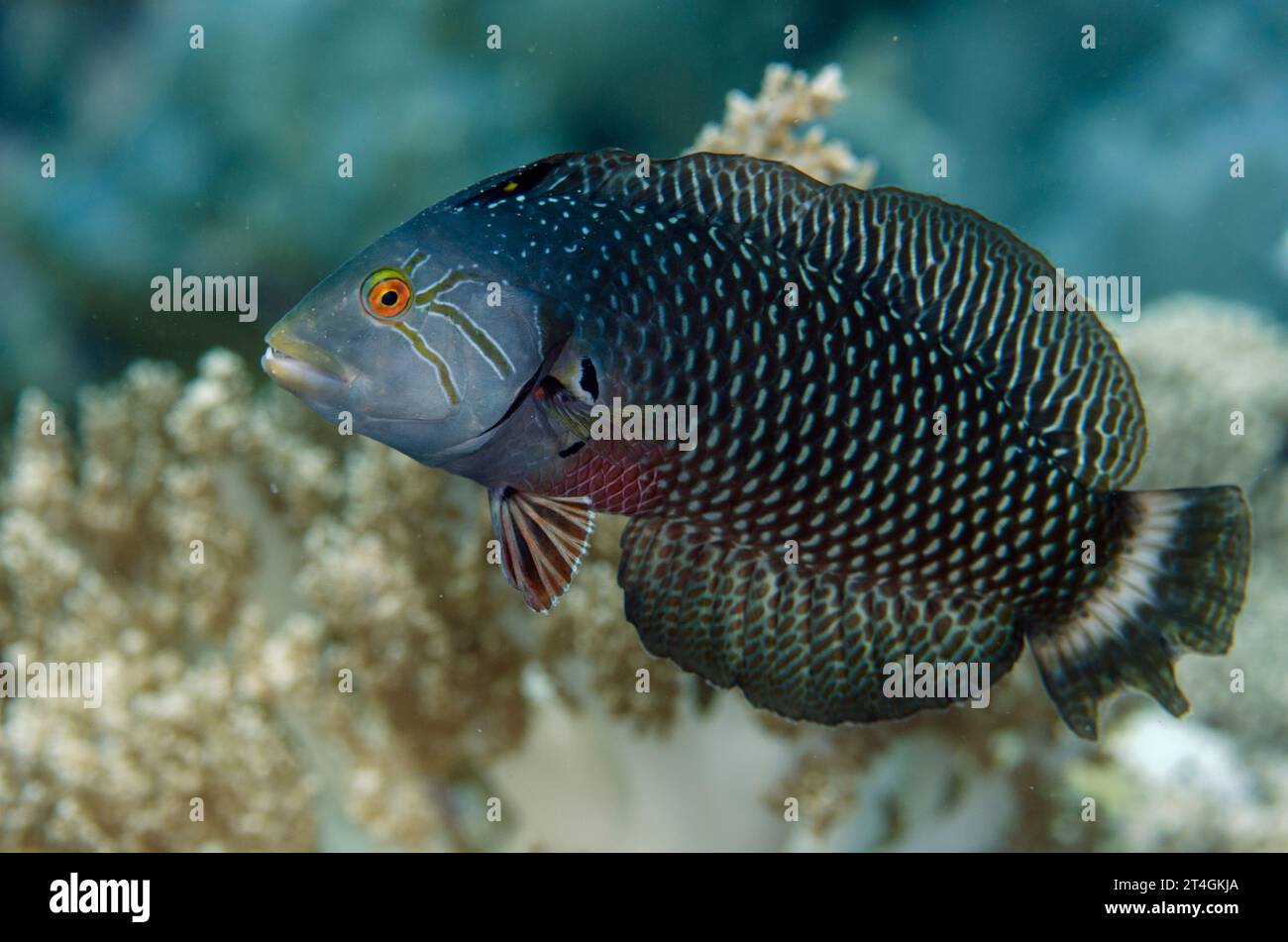 Rockmover Wrasse, Novaculichthys taeniourus, Too Many Fish dive site ...