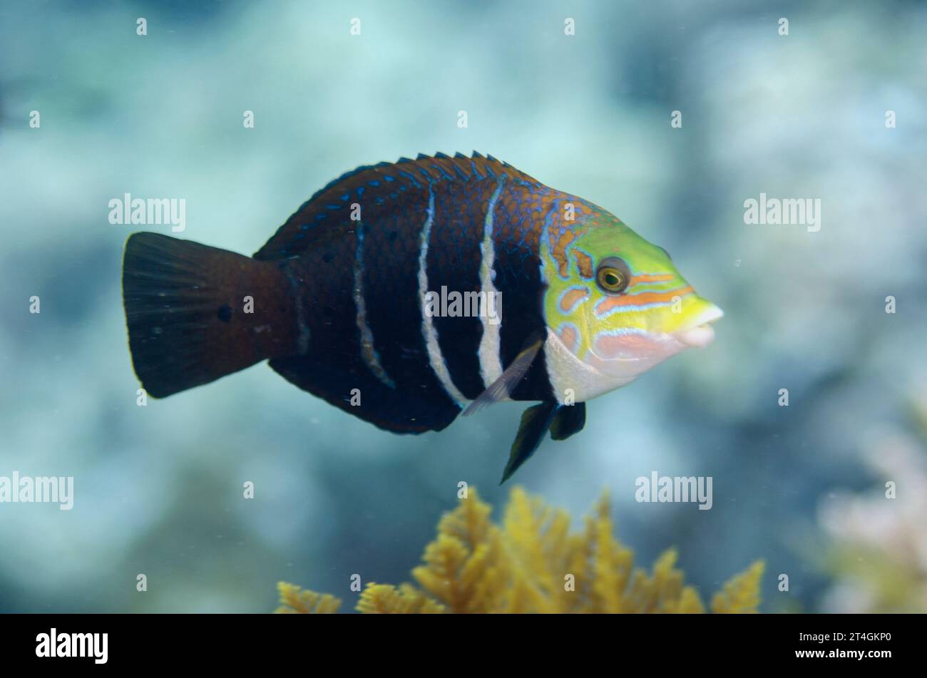 Barred Thicklip Wrasse, Hemigymnus fasciatus, Too Many Fish dive site ...