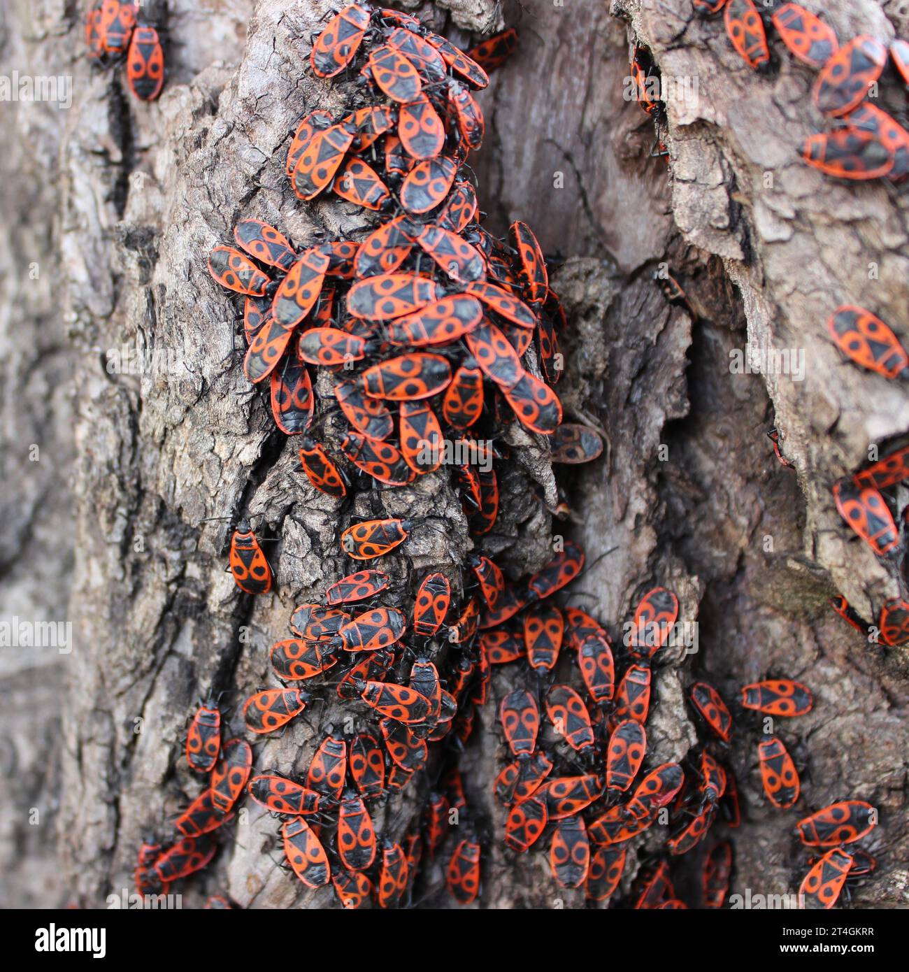 Colony Of Red Bugs Pyrrhocoris On A Tree Closeup Square Photo Stock ...