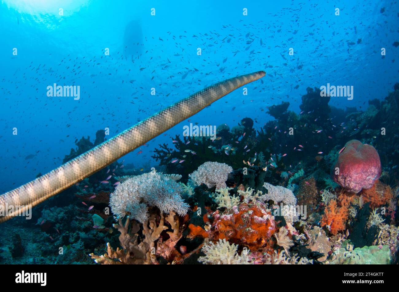 Chinese Sea Snake, Laticauda semifasciata, Snake Ridge dive site, Manuk ...