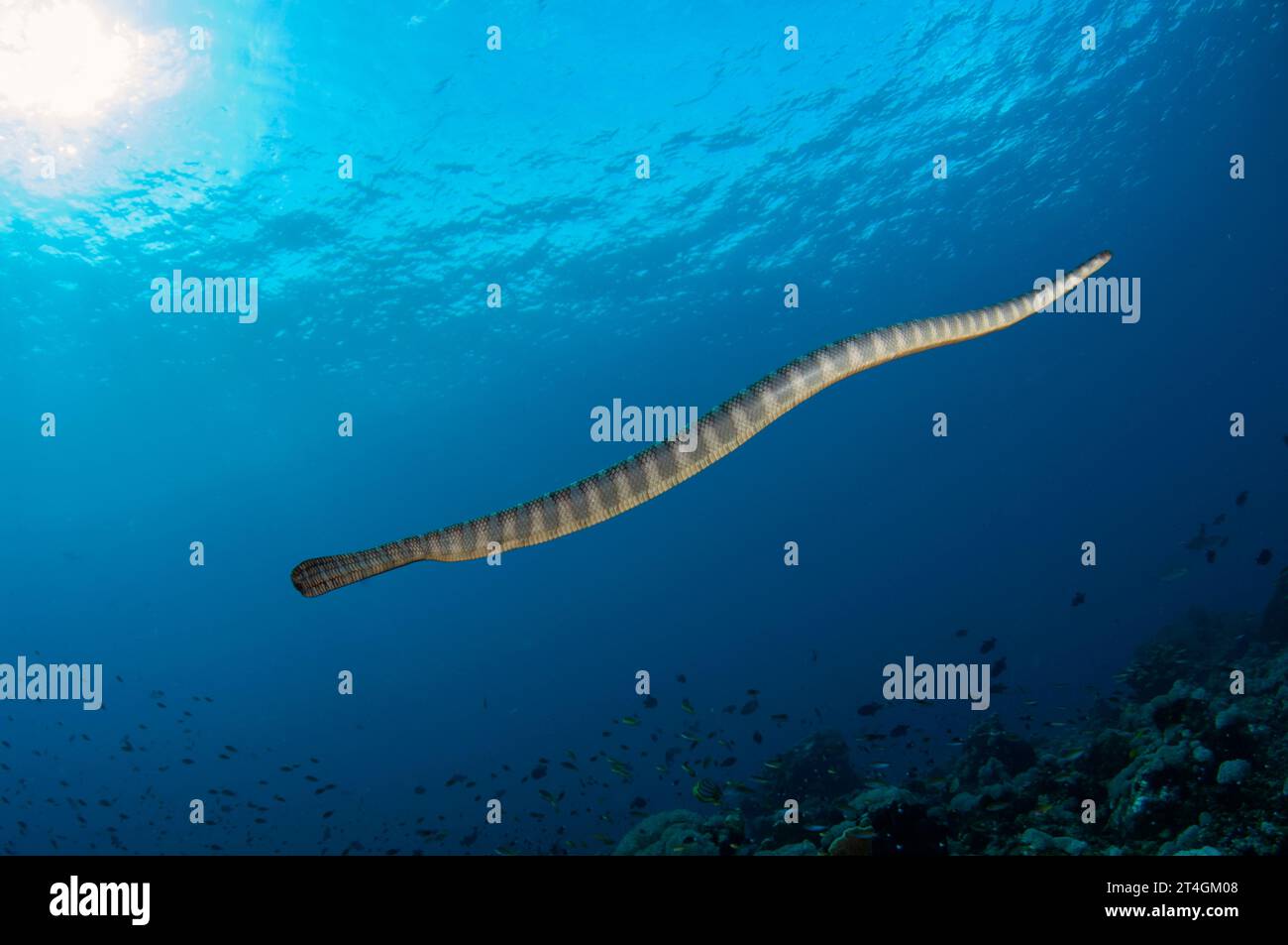 Chinese Sea Snake, Laticauda semifasciata, with sun in background ...
