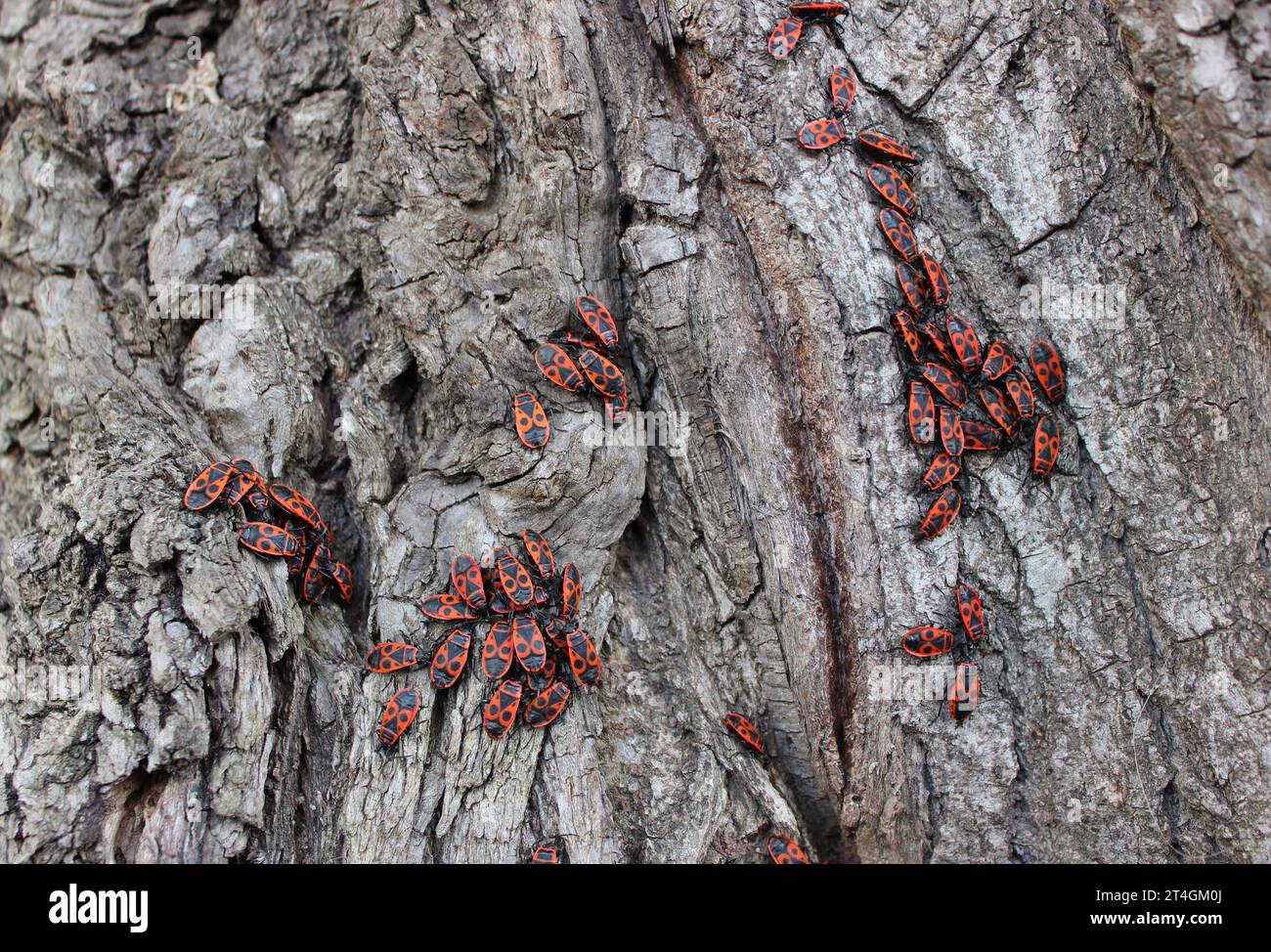 Texture Of Old Tree Bark With Groups Of Red Bugs Detailed Stock Photo ...