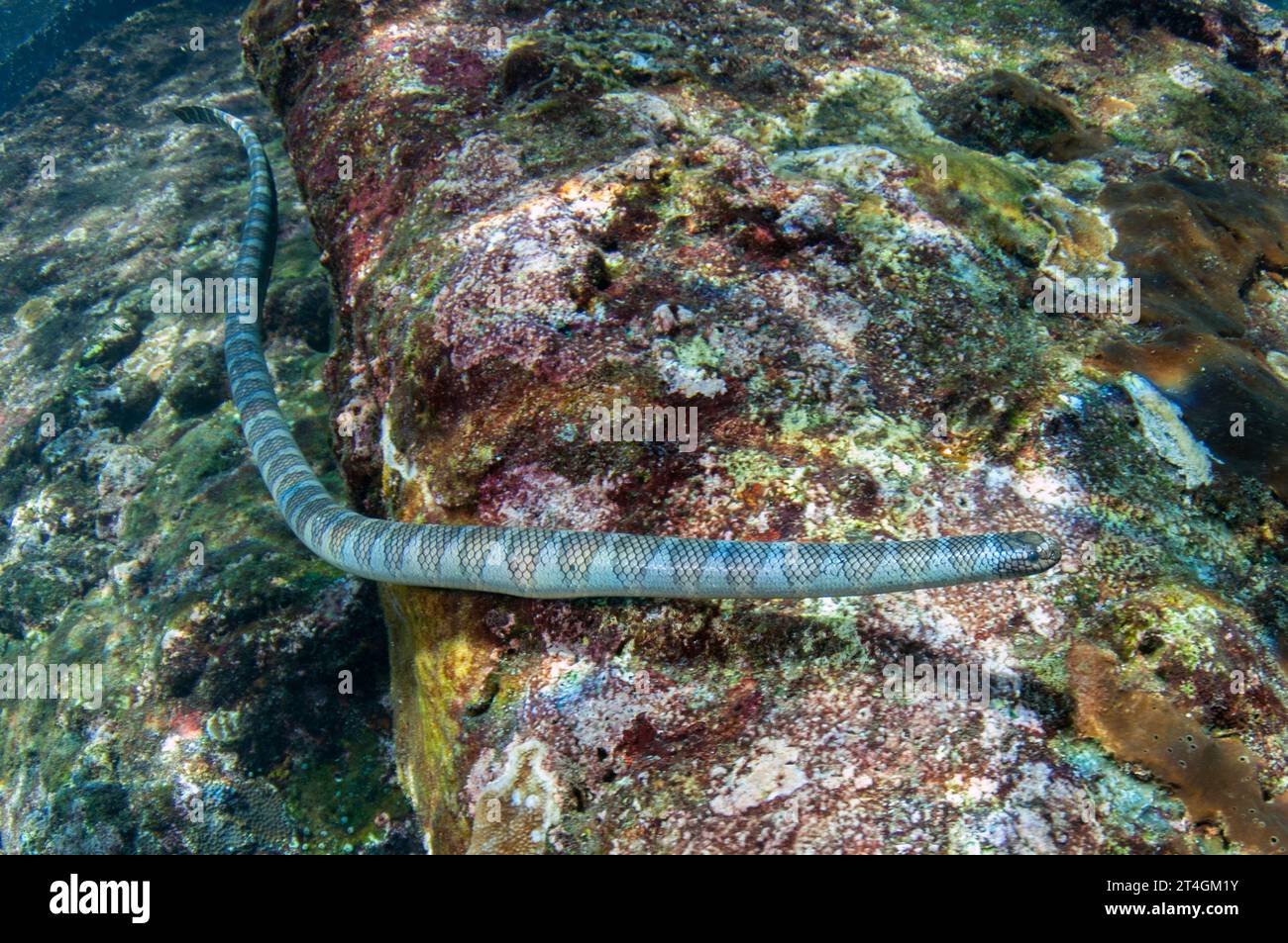 Chinese Sea Snake, Laticauda semifasciata, Snake Ridge dive site, Manuk ...