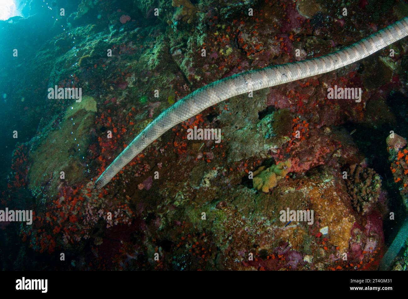 Chinese Sea Snake, Laticauda semifasciata, breathing out bubbles, Red ...