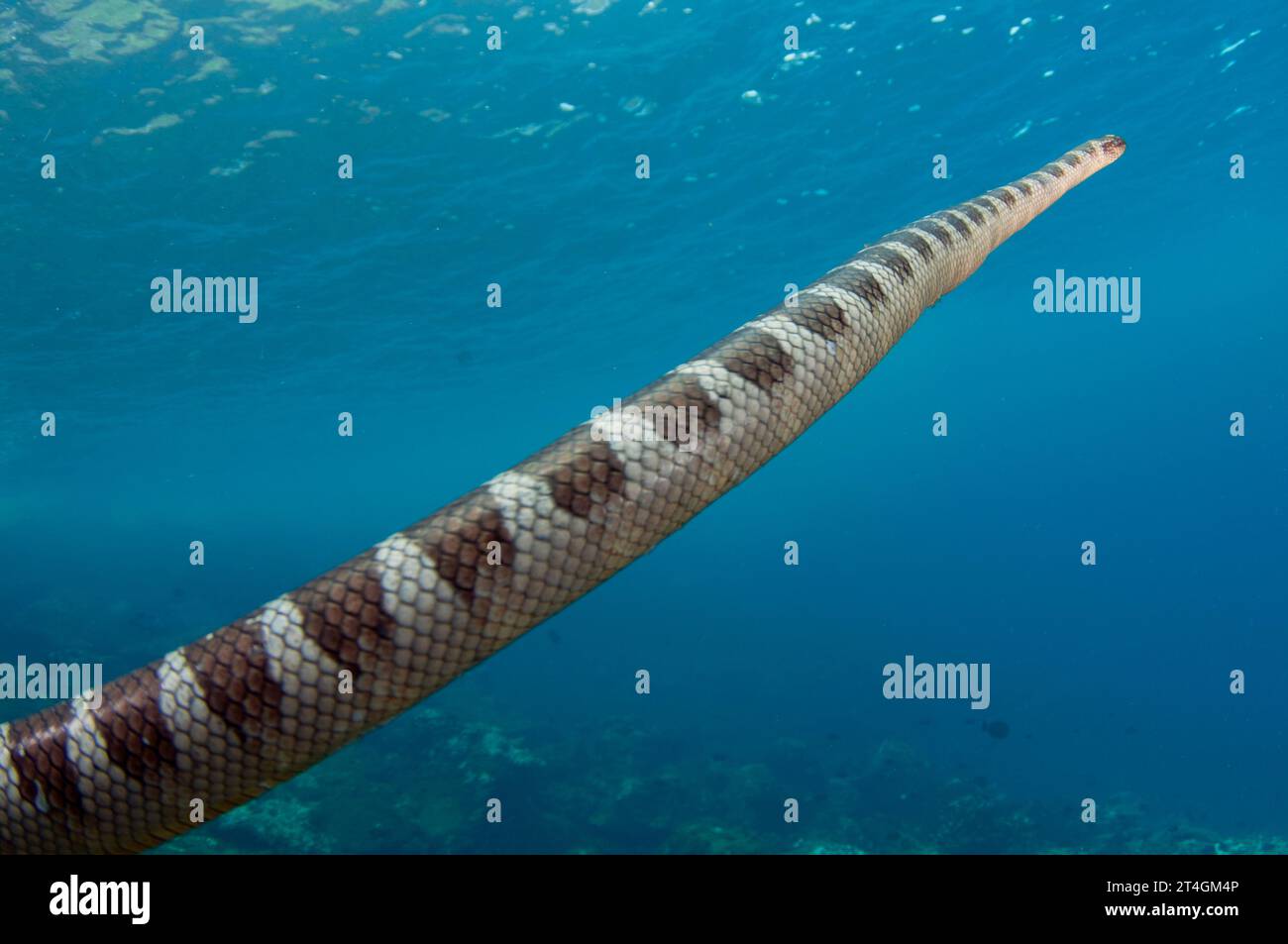 Chinese Sea Snake, Laticauda semifasciata, ascending to surface to ...