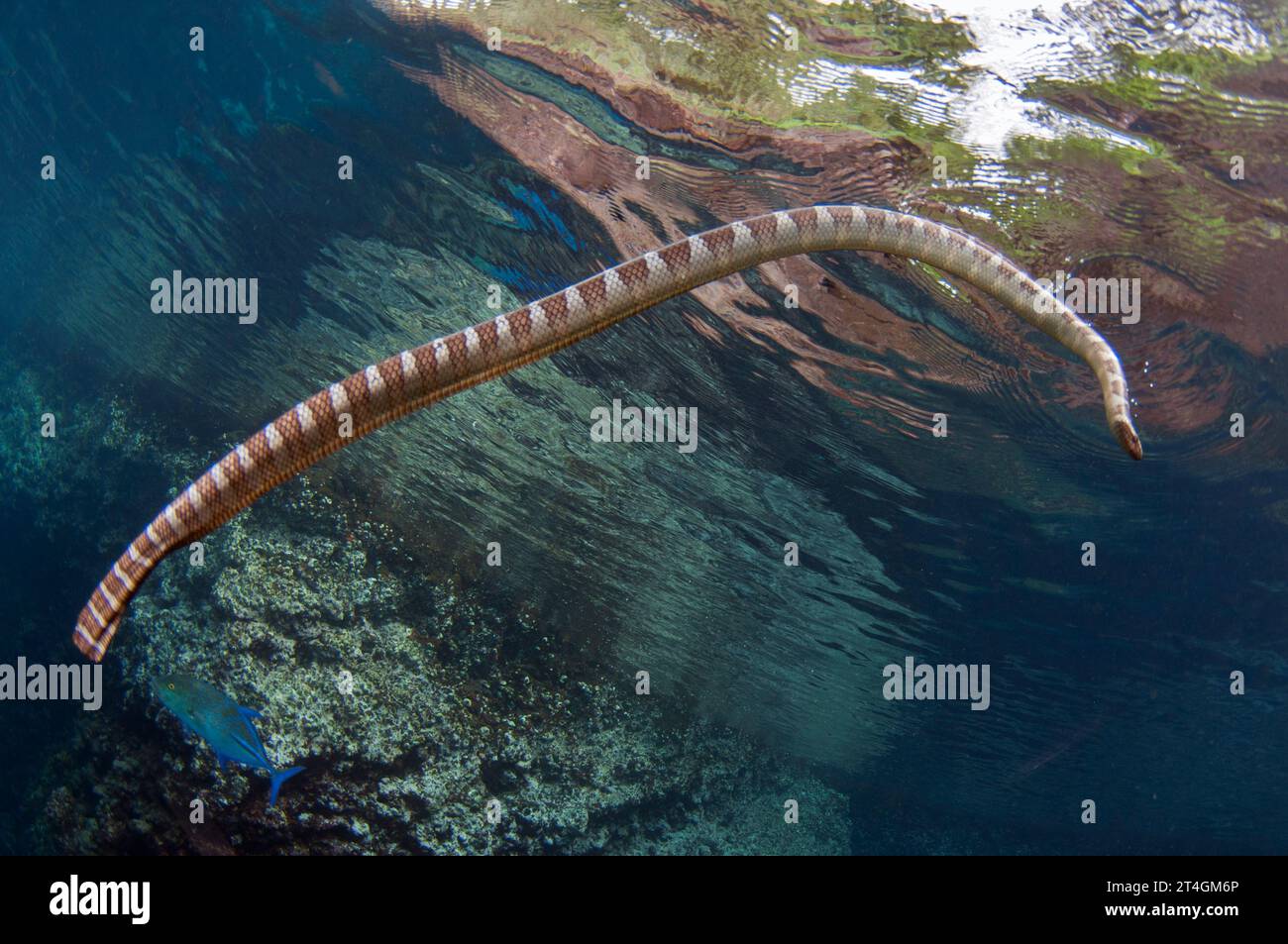 Chinese Sea Snake, Laticauda semifasciata, breathing out bubbles ...