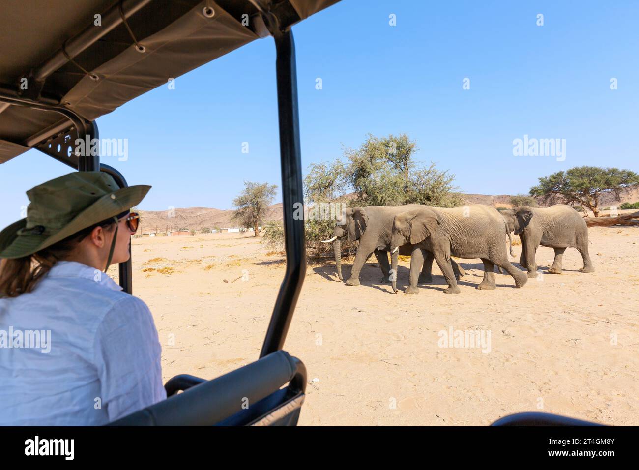 Rear view of girl on safari in Africa observing elephants from open ...