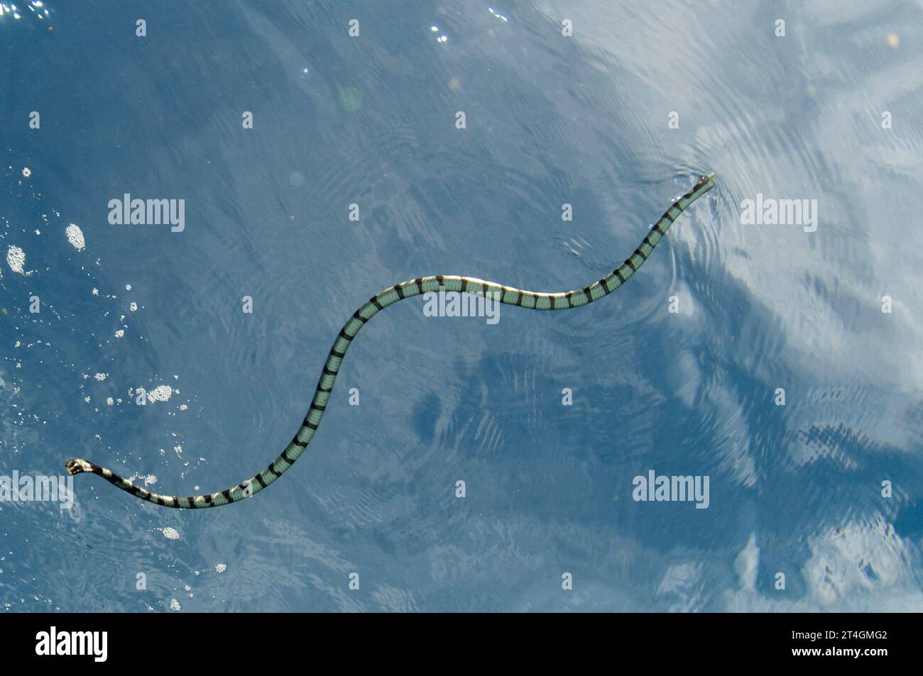 Banded Sea Krait, Laticauda colubrina, at surface breathing, Tanjung ...