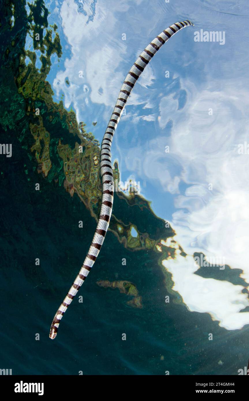 Banded Sea Krait, Laticauda colubrina, descending to surface after ...