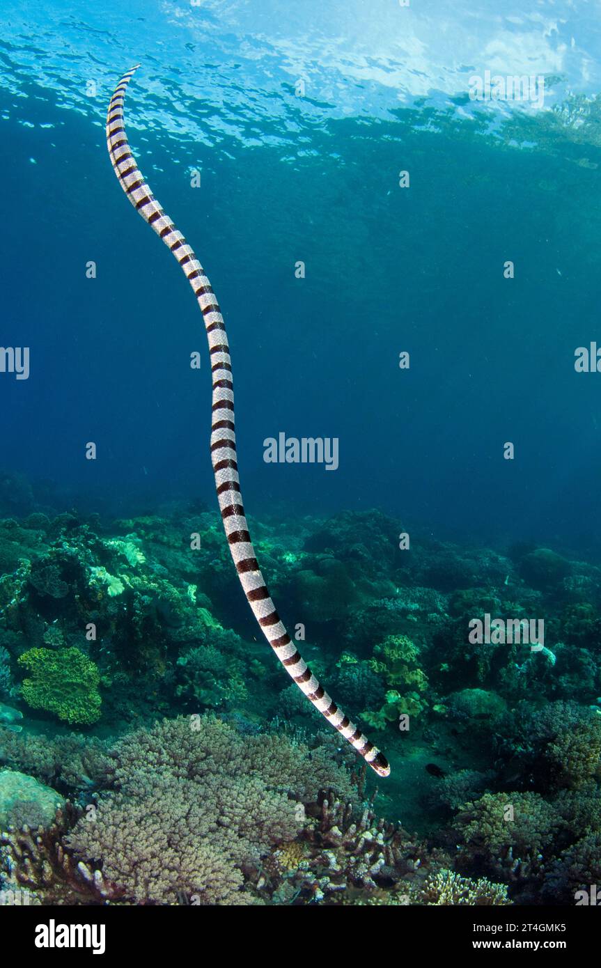 Banded Sea Krait, Laticauda colubrina, descending to surface after ...