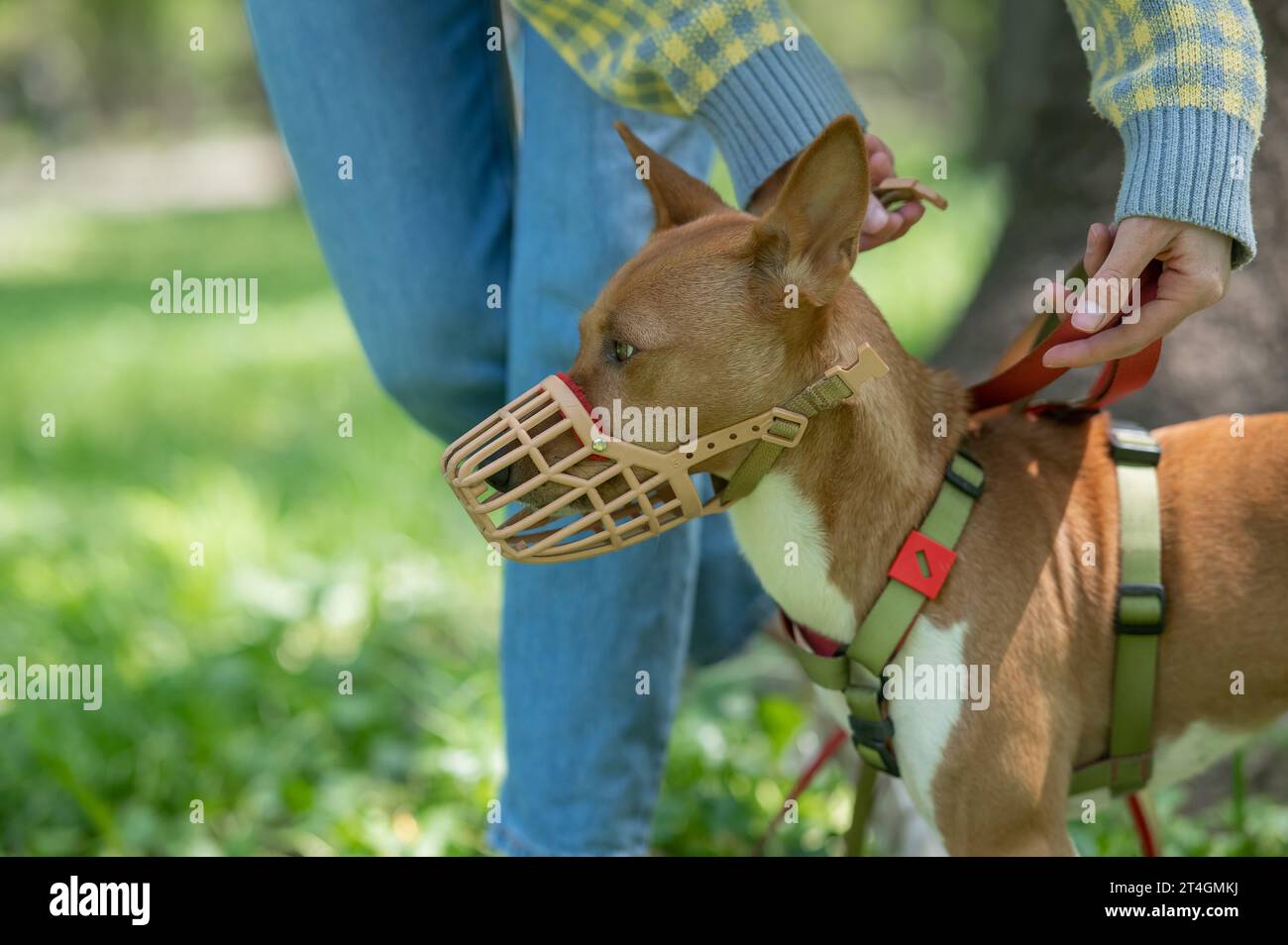 The owner puts a muzzle on the African dog breed Basenji for a walk Stock Photo - Alamy