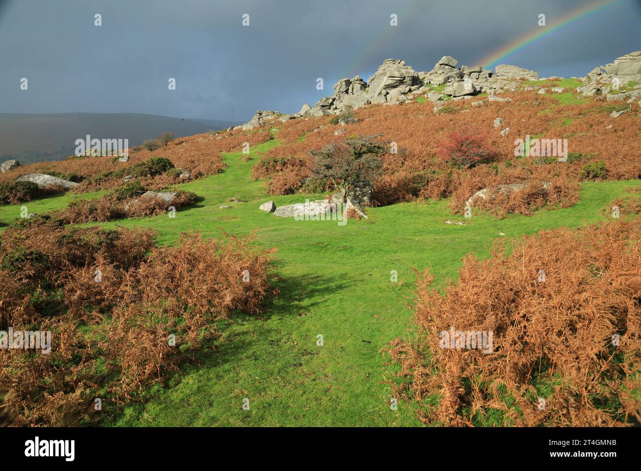 Bonehill Rocka (near Widecombe), Dartmoor, Devon, England, UK Stock ...