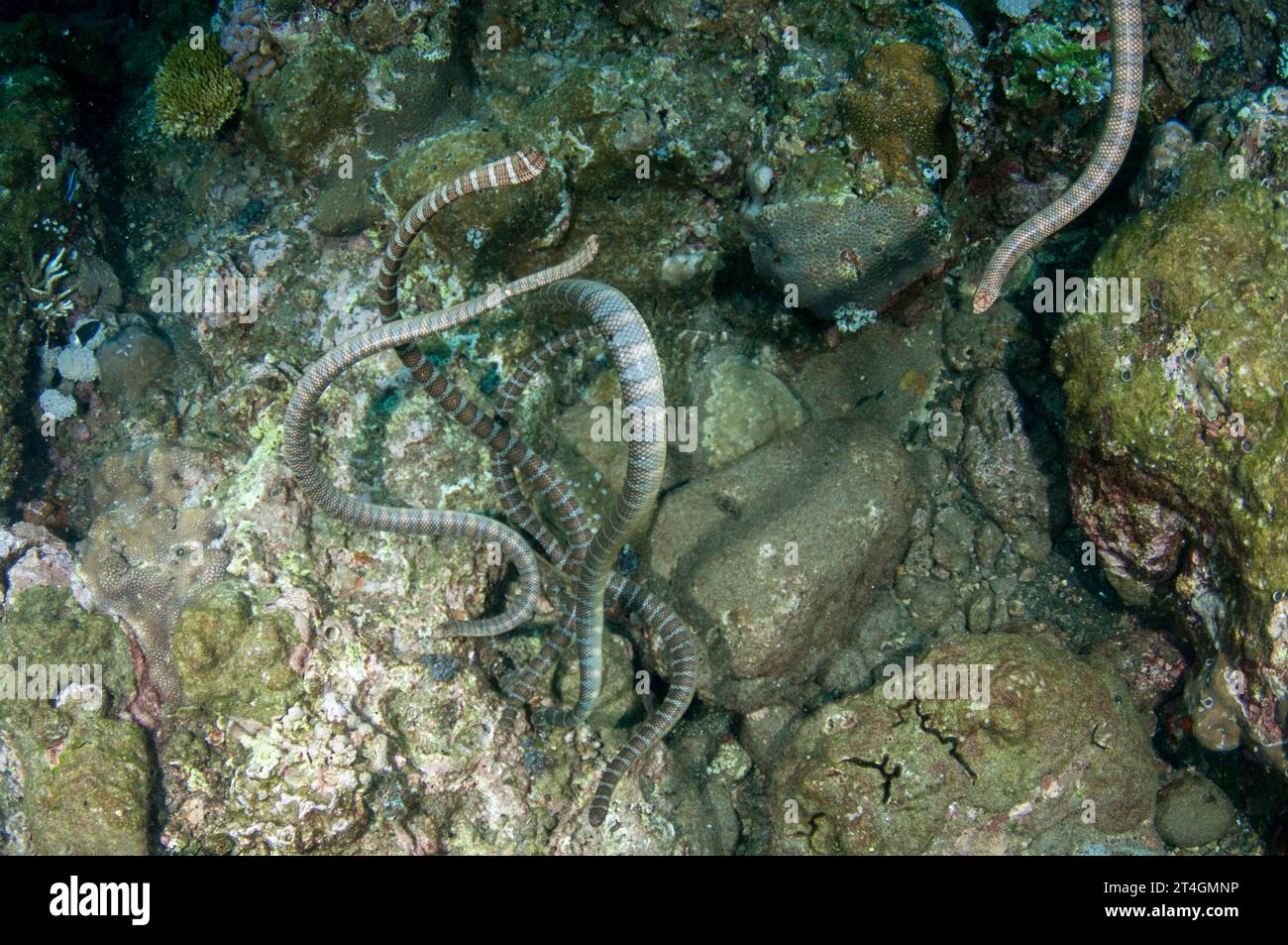 Nest of mating Chinese Sea Snake, Laticauda semifasciata, Snake Ridge ...